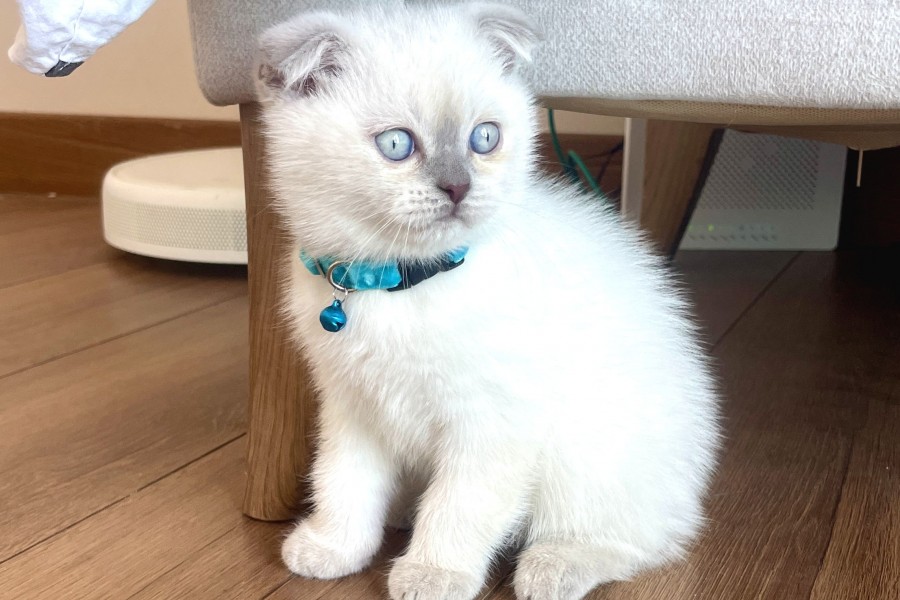 Scottish Fold Blue Point Yavru - Patibul.com