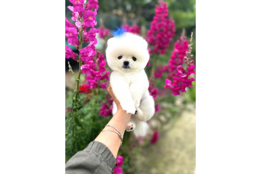 Pomeranian Boo Teddy Face Mini Ayıcık Yavrumuz - Patibul.com