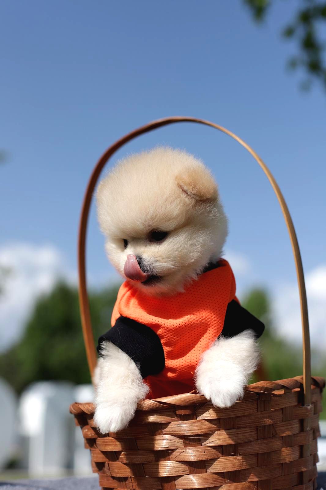 Teacup Pomeranian Boo Dişi Yavru - Patibul.com