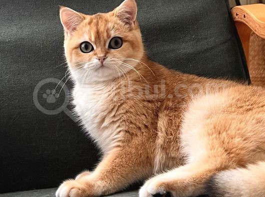 Golden British Shorthair NY12 şecereli - Patibul.com