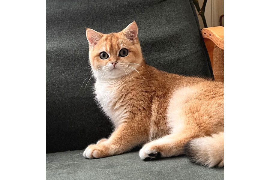 Golden British Shorthair NY12 şecereli - Patibul.com