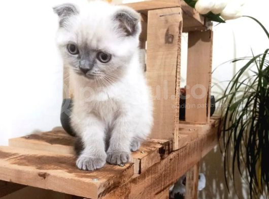 Scottish Fold Blue Point - Patibul.com