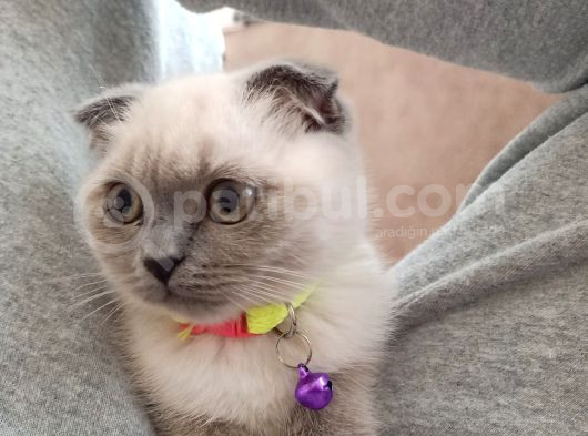 Scottish Fold Blue Point - Patibul.com