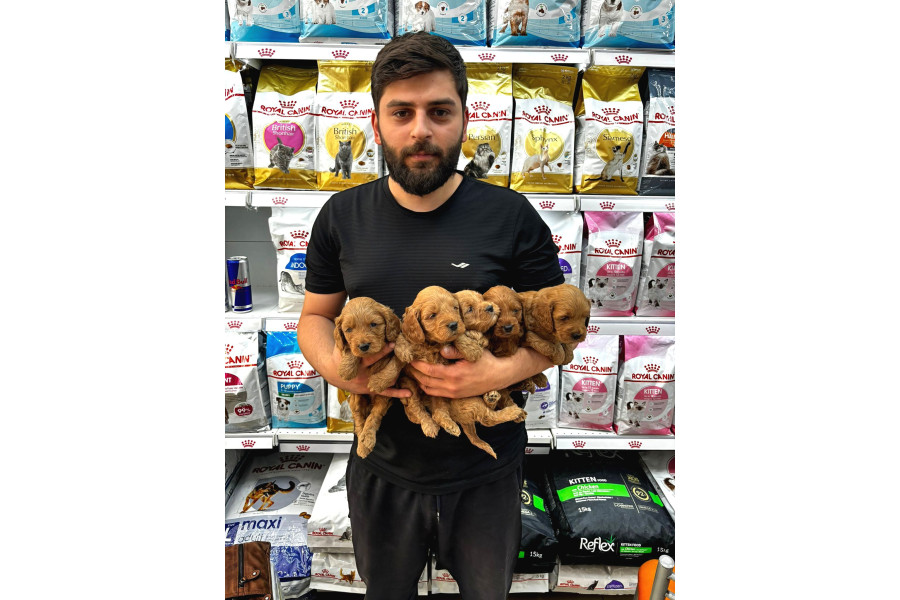 Coco Poodle Yavrularımız - Patibul.com