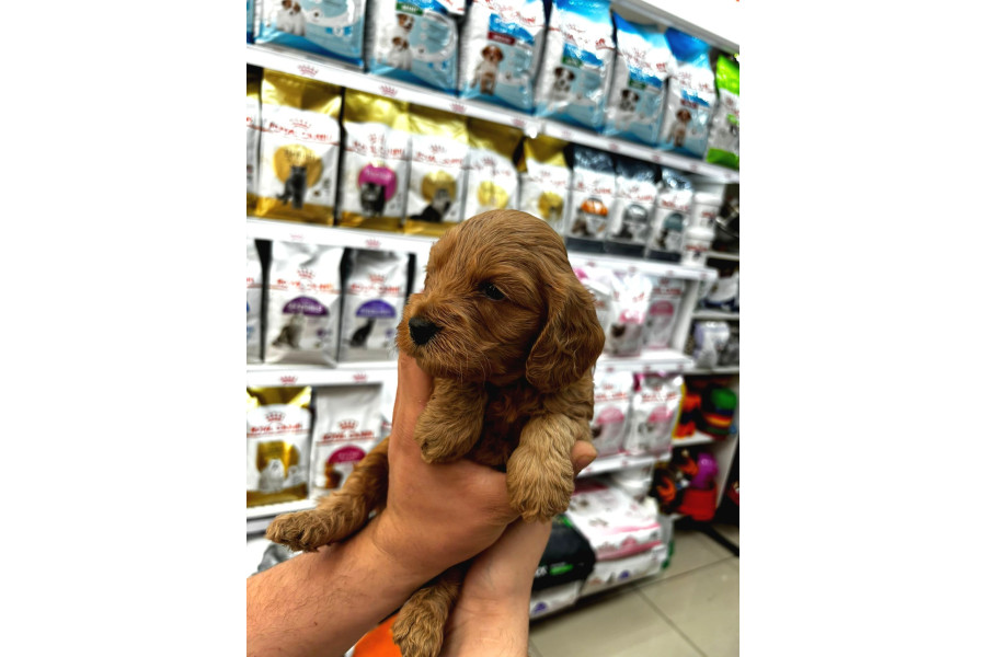 Coco Poodle Yavrularımız - Patibul.com