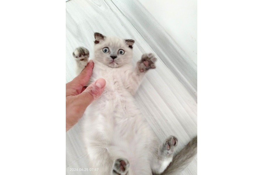Scottish Fold Blue Point Bal Köpüğü Yavru - Patibul.com