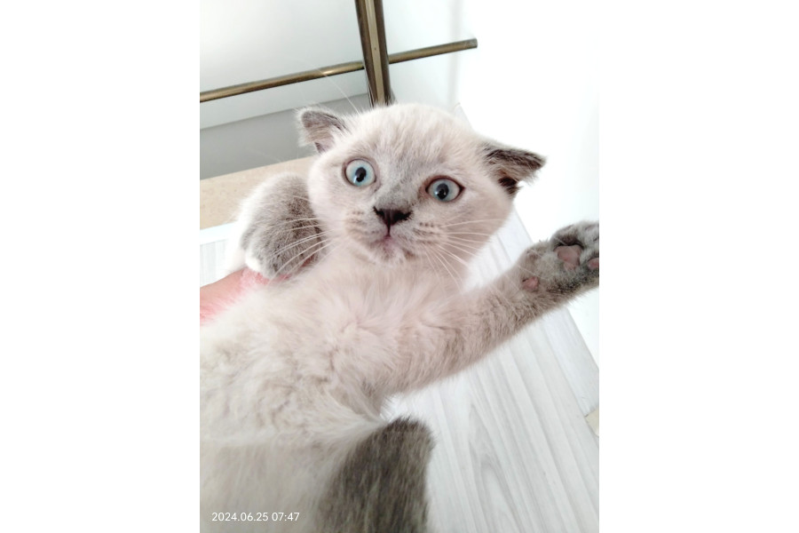 Scottish Fold Blue Point Bal Köpüğü Yavru - Patibul.com