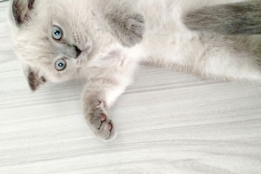 Scottish Fold Blue Point Bal Köpüğü Yavru - Patibul.com