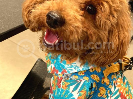 MARS Toy Poodle - Patibul.com
