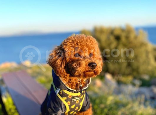 MARS Toy Poodle - Patibul.com