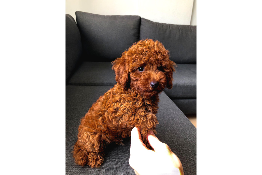 POODLE RED TOY POODLE - Patibul.com