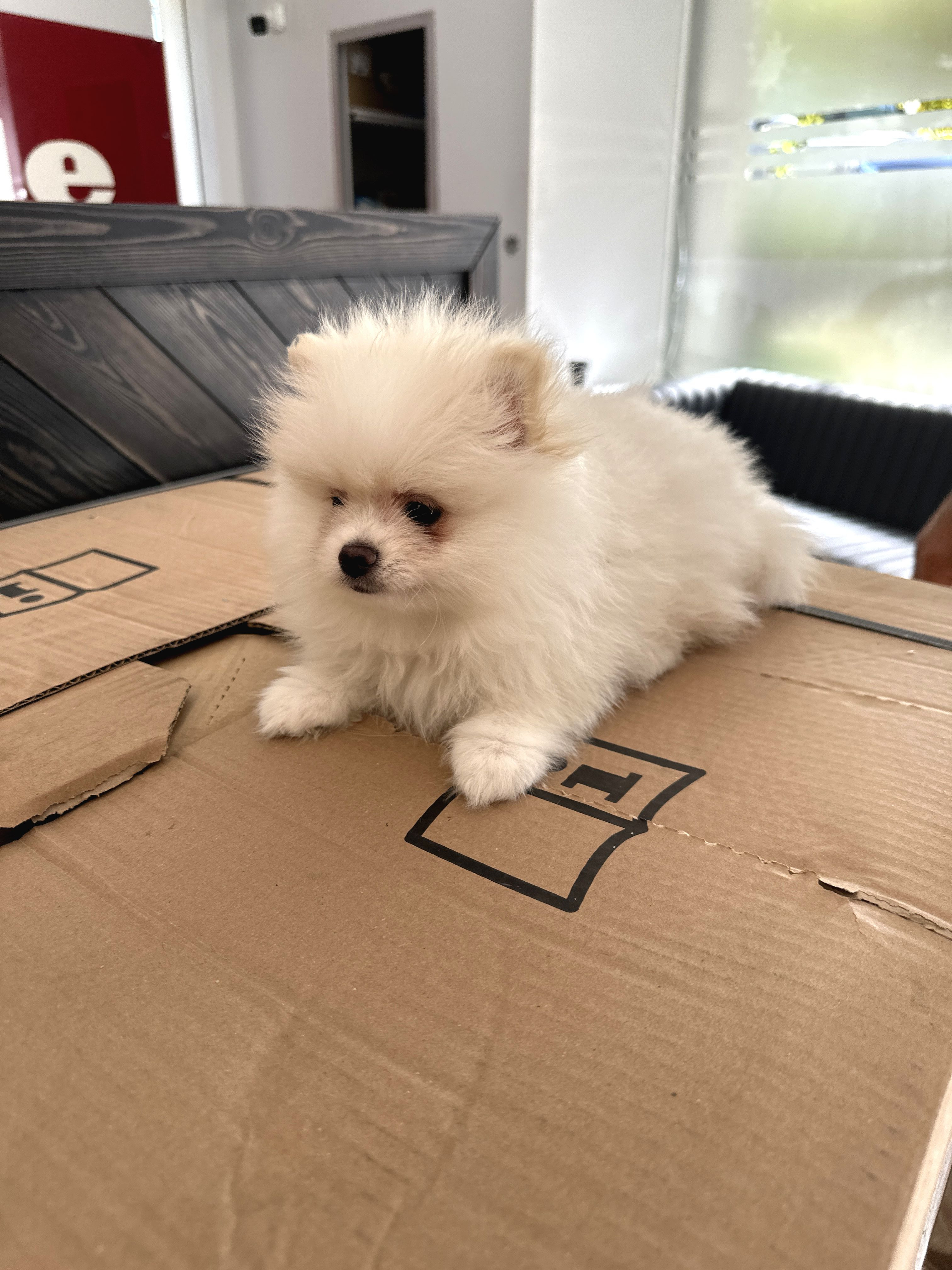 2 Aylık Dişi Pomeranian Boo - Patibul.com