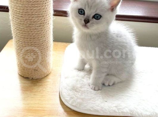 ADNAN OKTARIN GERÇEK KEDİLERİ - Patibul.com