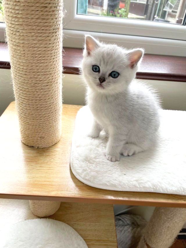 ADNAN OKTARIN GERÇEK KEDİLERİ - Patibul.com