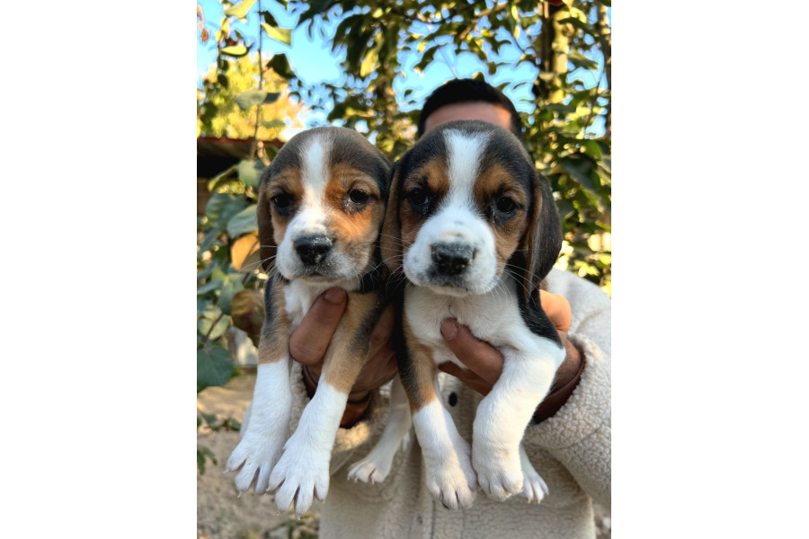 Elizabeth Beagle Yavrularımız - Patibul.com