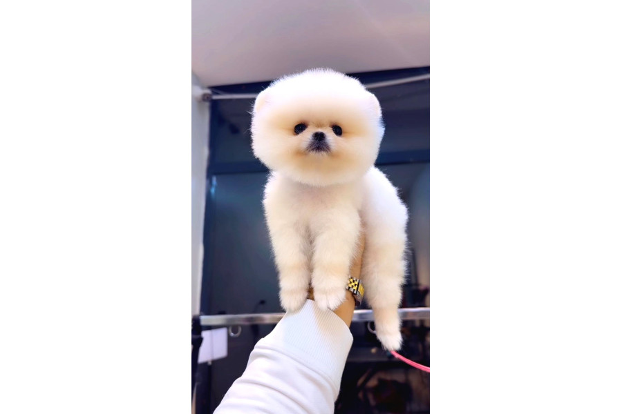 Pomeranian Ayı Surat Pom Bebeklerimiz - Patibul.com