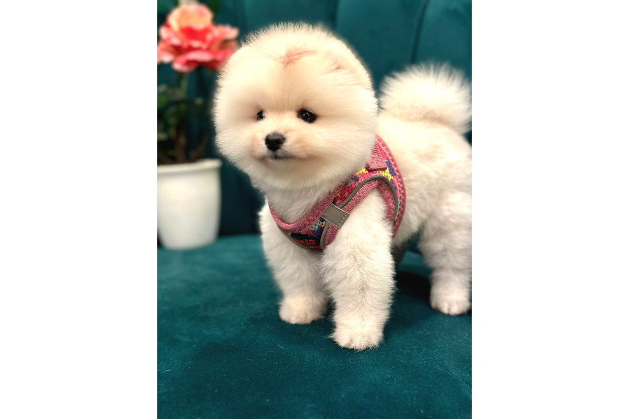 Pomeranian Boo - Patibul.com