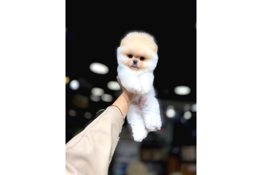 BABY FACE POMERANİAN BOO - Patibul.com