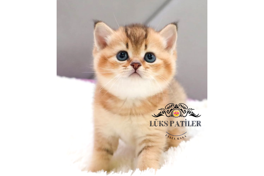 Altın Parlaklığında Golden British Shorthair - Patibul.com