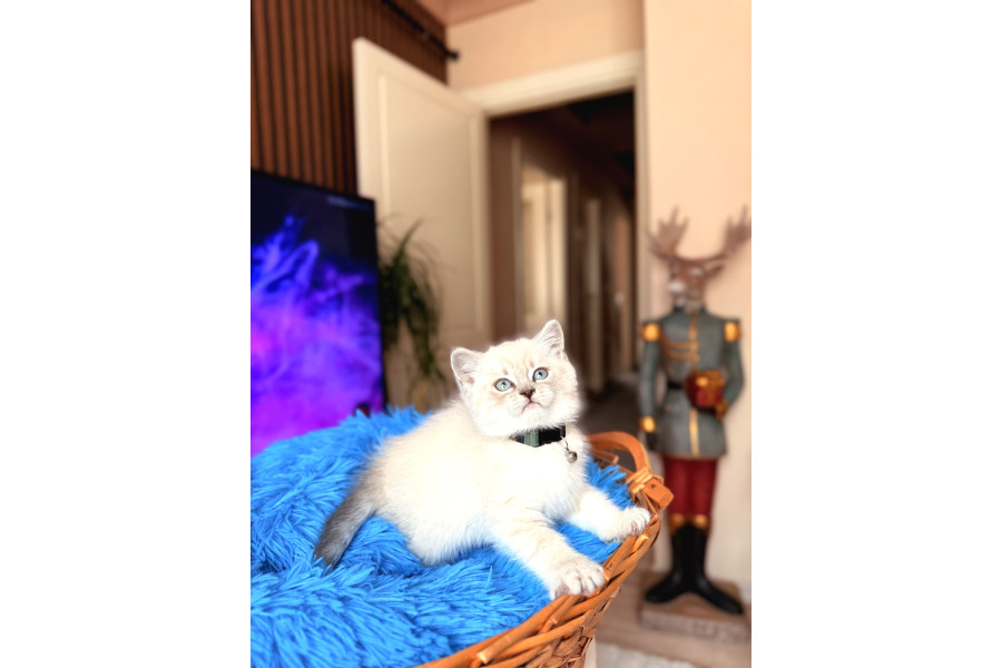 British Shorthair Silver Point Yavru - Patibul.com