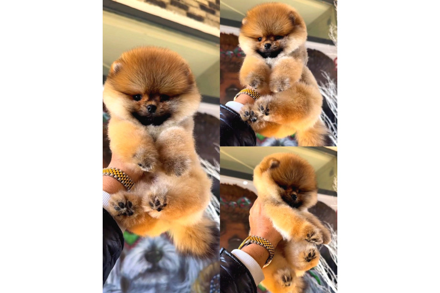 Pomeranian Boo - Patibul.com