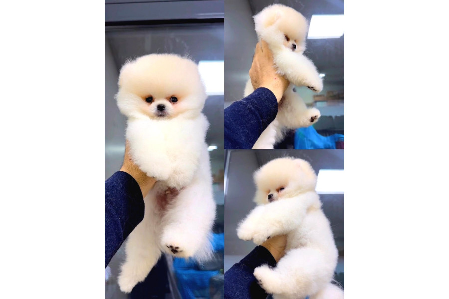 Pomeranian Boo - Patibul.com