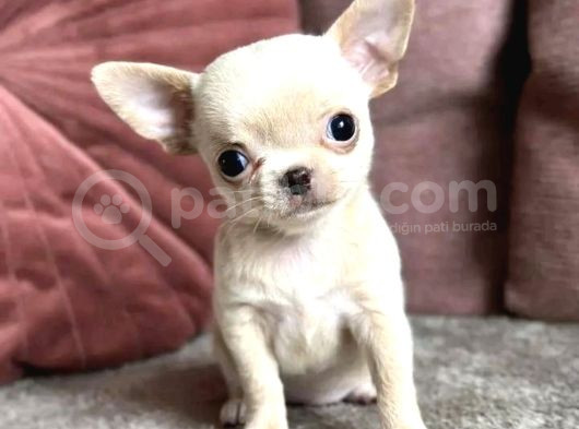 ORJİNAL TEACUP CHİVAVA - Patibul.com