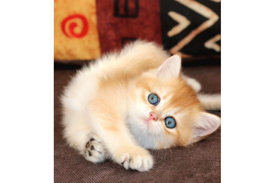 Efsanevi Güzellikte Golden British Shorthair - Patibul.com