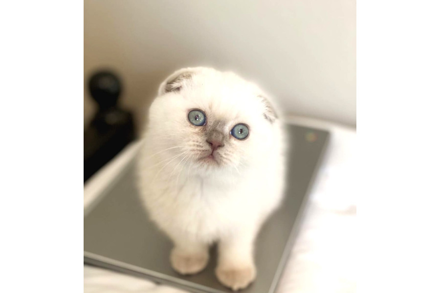 Yavru Gibi Blue Point Scottish Fold Shorthair Yavrumuz - Patibul.com