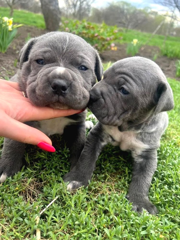 Koca Kafa Cane Corso Yavrularımız - Patibul.com