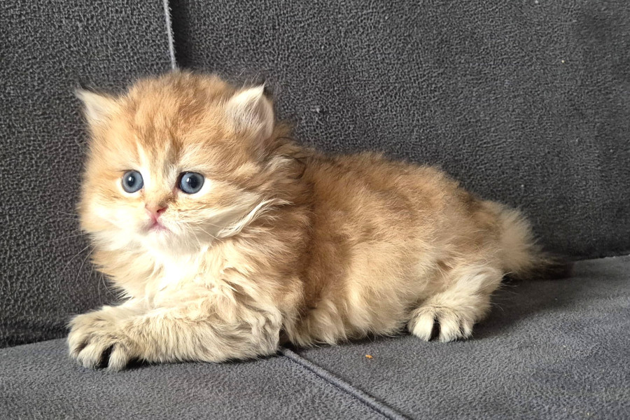 British Longhair Golden Dişi - Patibul.com