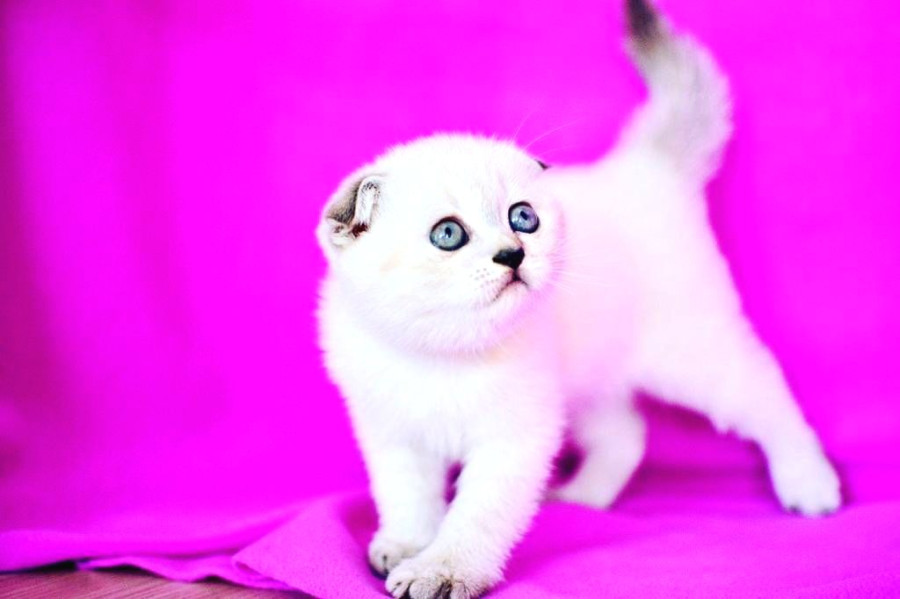 Türünün En Güzeli Blue Point Scottish Fold Shorthair - Patibul.com
