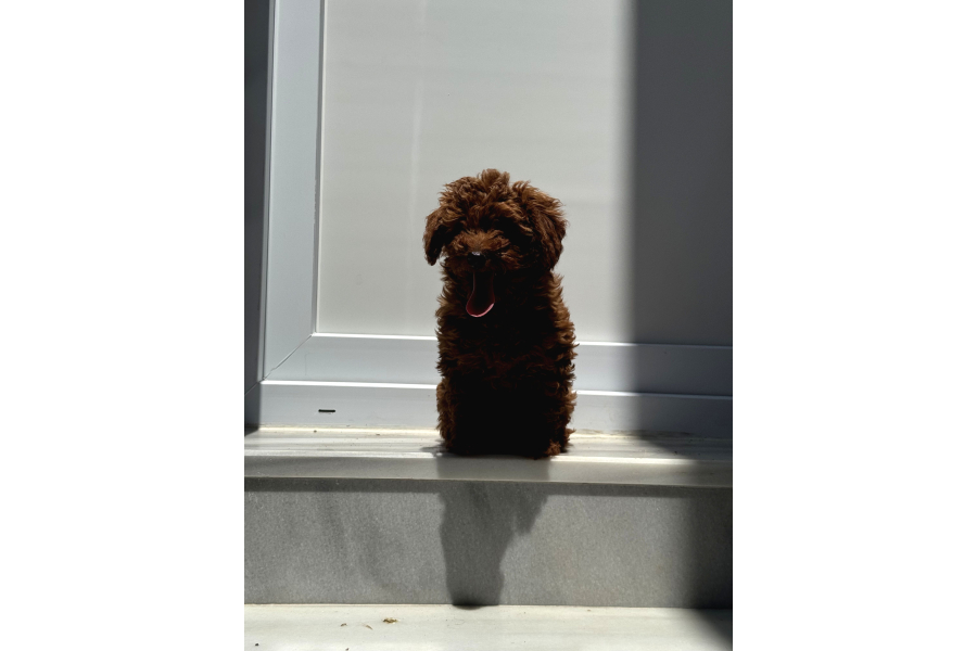 5 Aylık DİŞİ Red Brown Toy Poodle - Patibul.com
