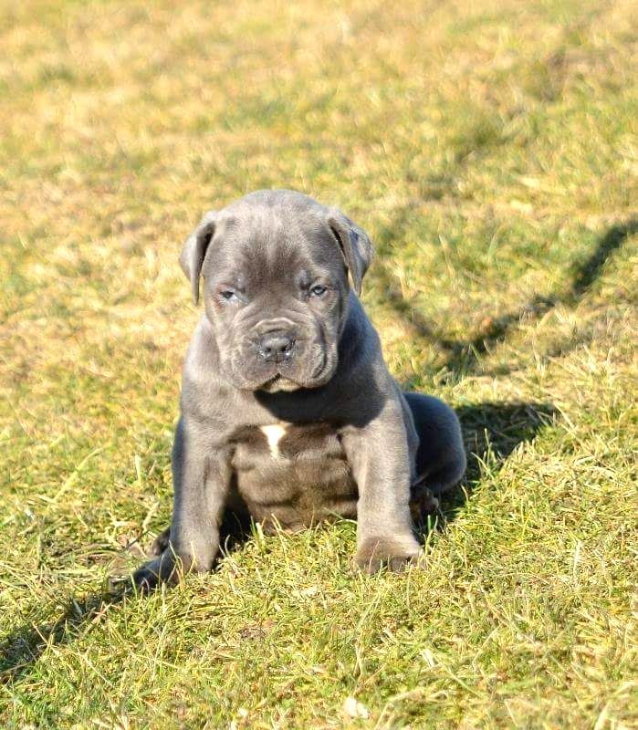 BLUE CANE CORSO YAVRULARIMIZ - Patibul.com