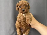 PARTY COLOR TOY POODLE - Patibul.com