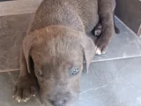 Cane Corso Gri Blue - Patibul.com
