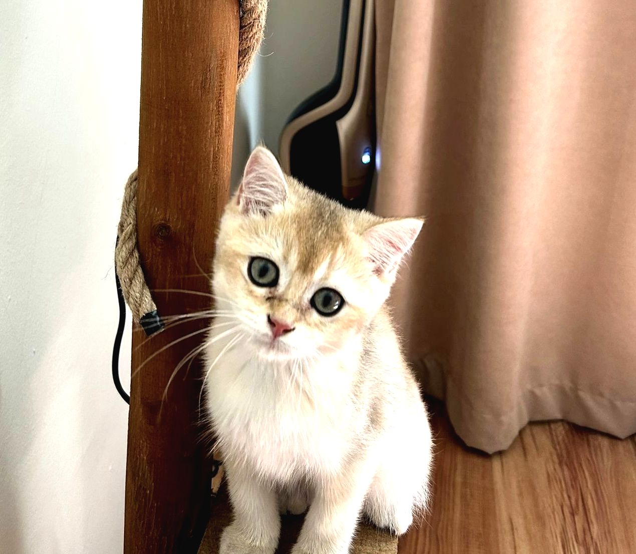 GOLDEN BRITISH SHORTHAIR DİŞİ - Patibul.com