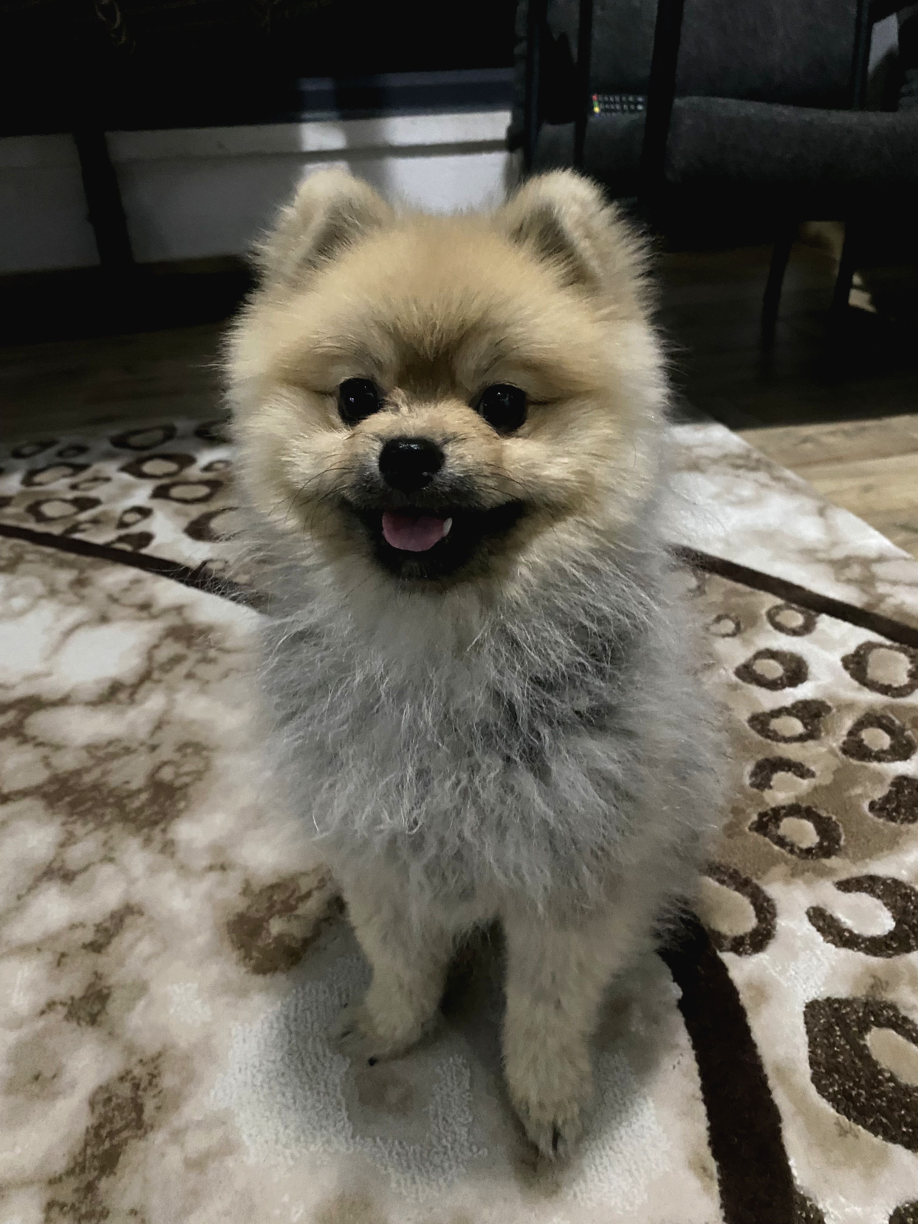 Pomeranian Boo - Patibul.com