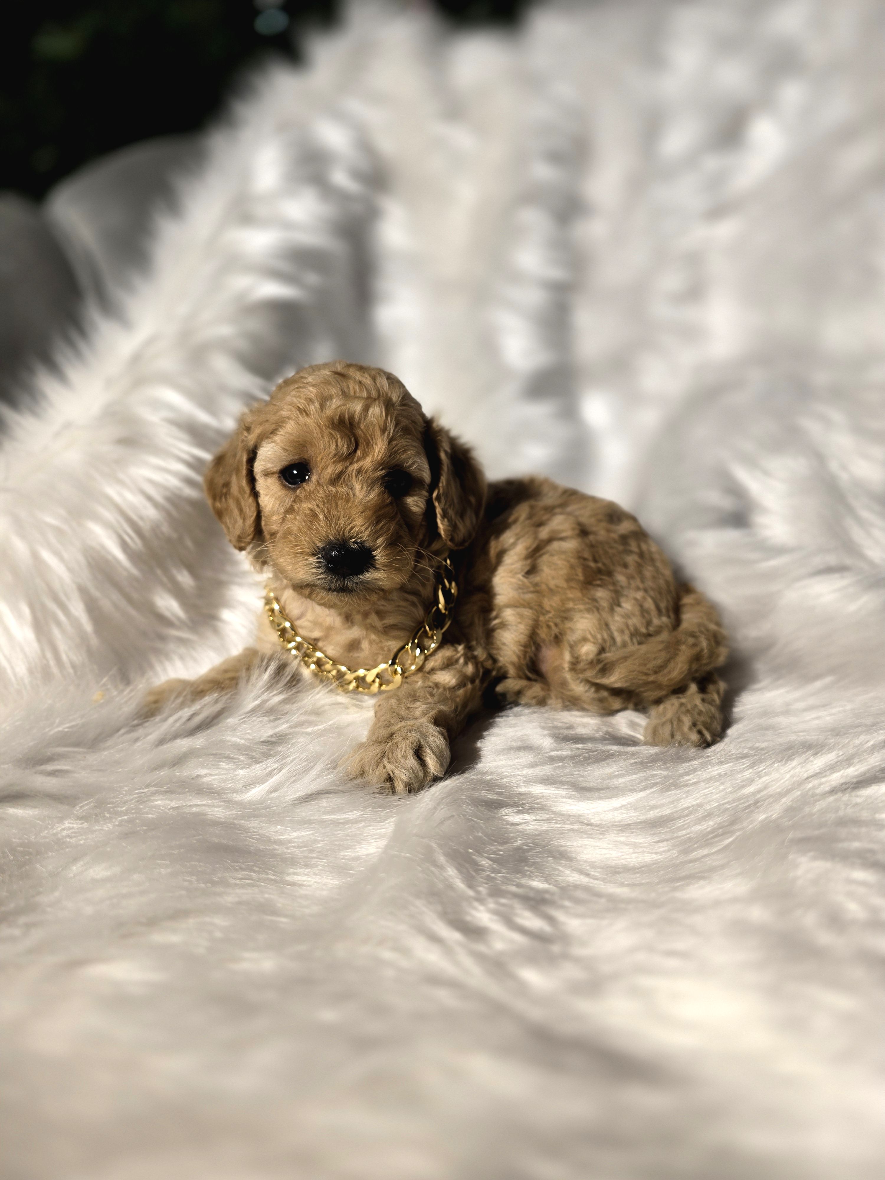 Mini Boy Toy Poodle Bebeklerimiz - Patibul.com