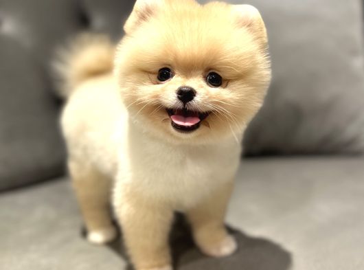 Baby Face Pomeranian Boo - Patibul.com