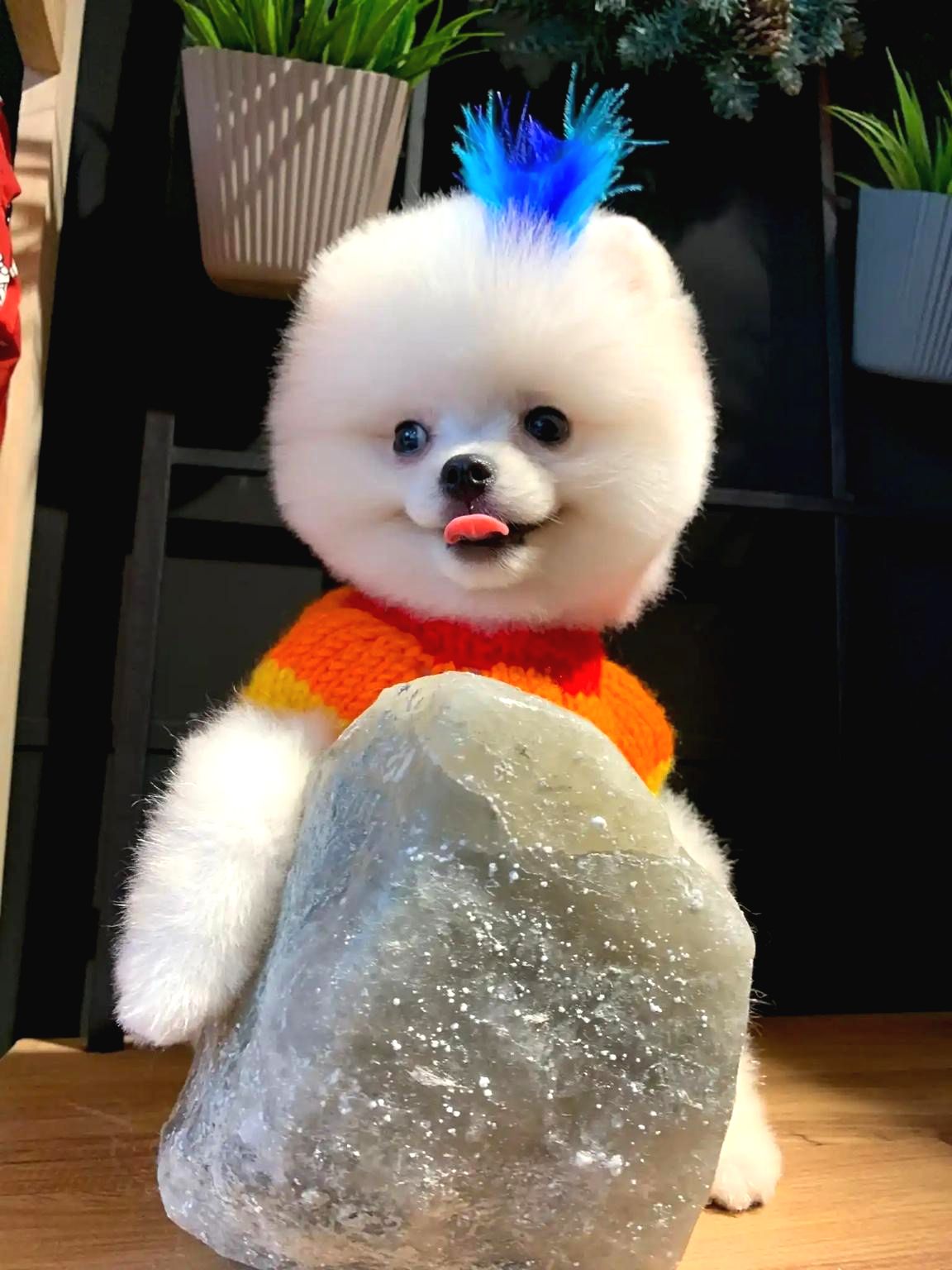 Gerçek Pomeranian Boo Yavrular - Patibul.com