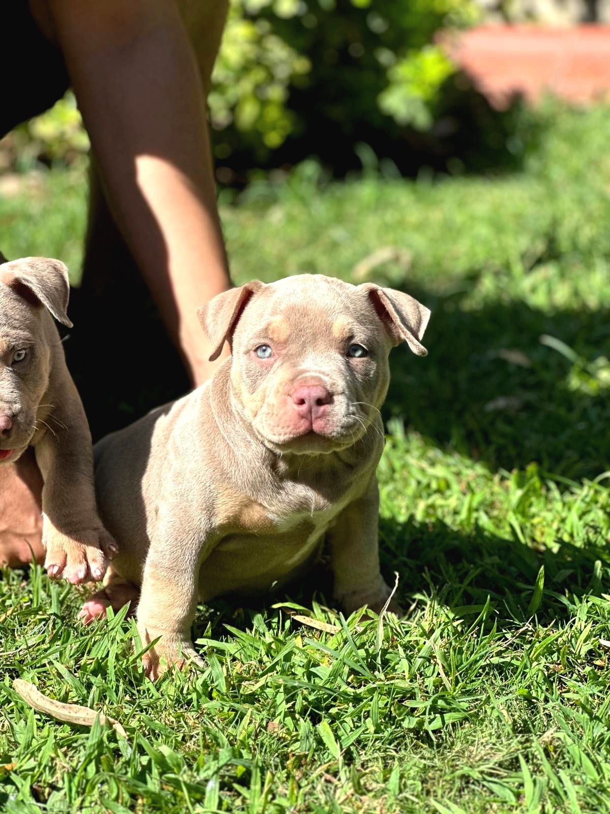 Exotic Bully Yavrular - Patibul.com