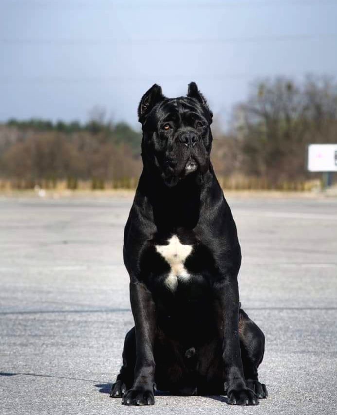 CANE CORSA YAVRULARI İSTANBUL - Patibul.com