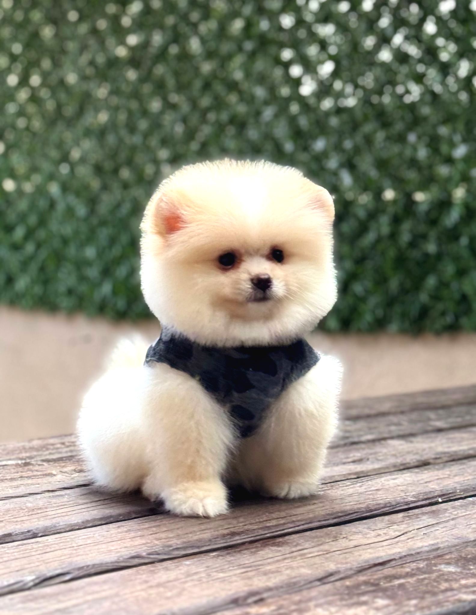 Ayı Surat Pomeranian Boo - Patibul.com