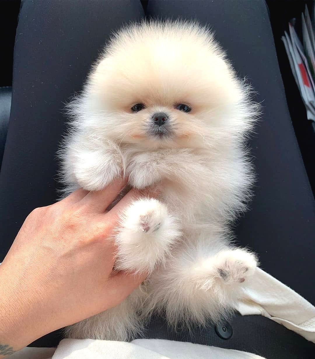 Pomeranian Boo Bebeğimiz - Patibul.com