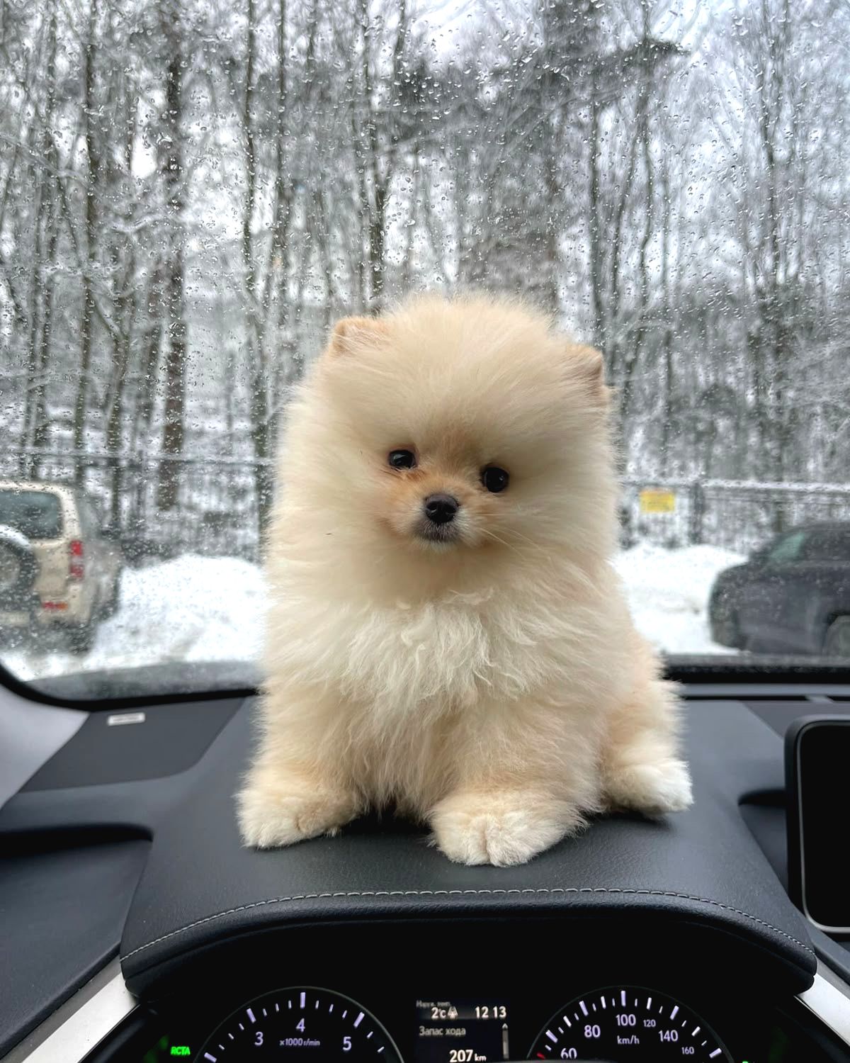 Pomeranian Boo Bebeğimiz - Patibul.com