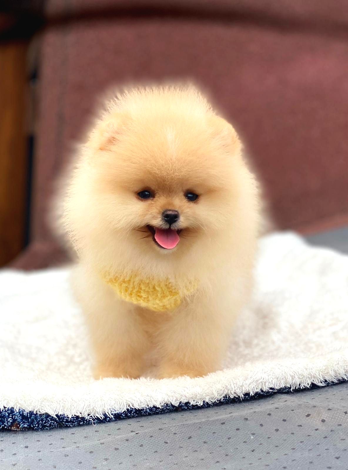 Ayıcık Yüzlü Orjinal Pomeranian Boo - Patibul.com