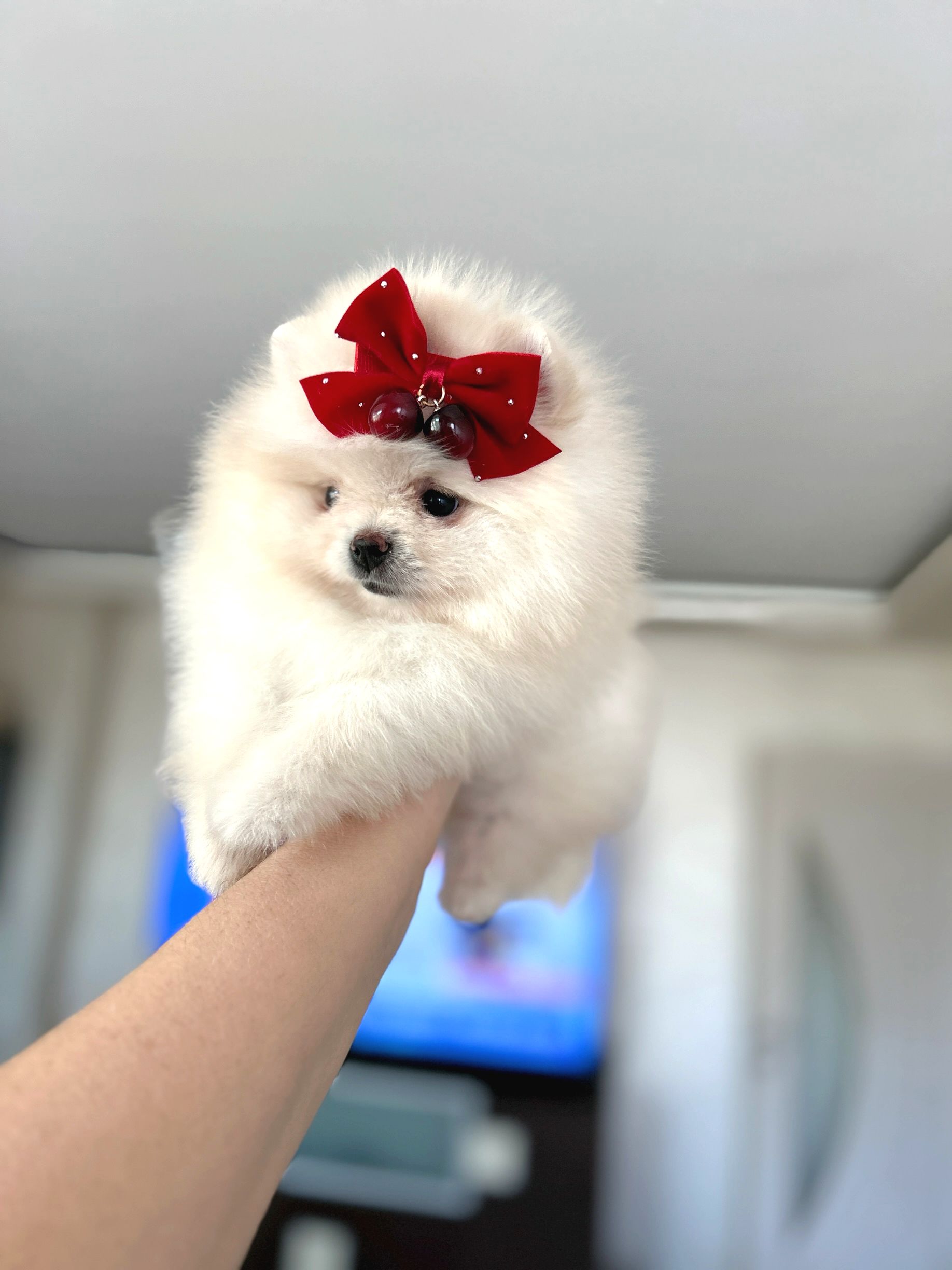 2 Dişi Pomeranian Boo - Patibul.com
