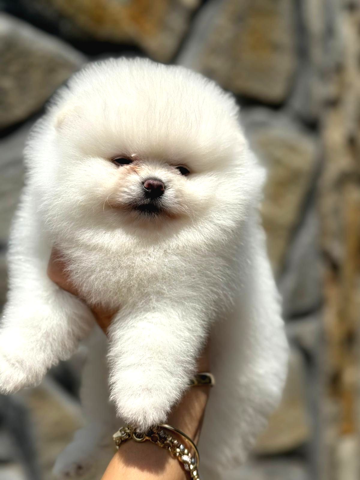 SHOW CLASS TEDDY BEAR POMERANİAN BOO - Patibul.com