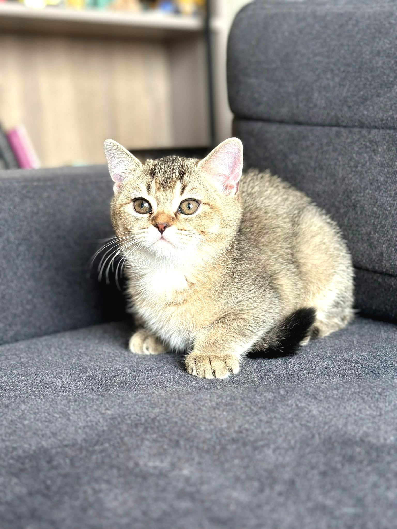 British Shorthair Golden Prix